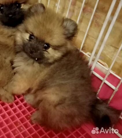 Щенки померанского шпица