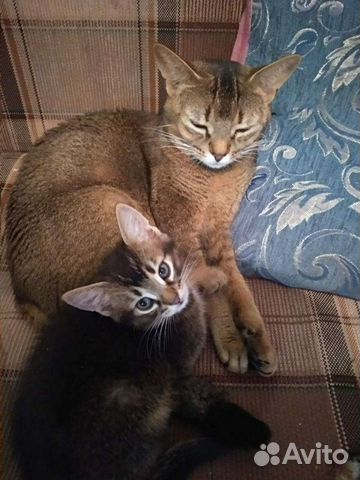 Абиссинцы метисы