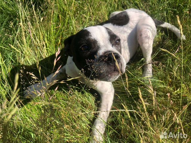 Собаки щенки