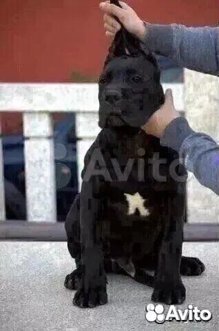 Кане Корсо Топ Щенки