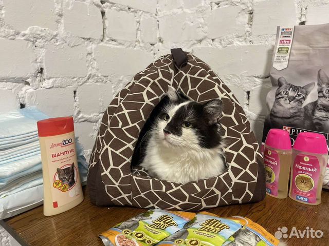 Котодети из приюта ищут своих родителей