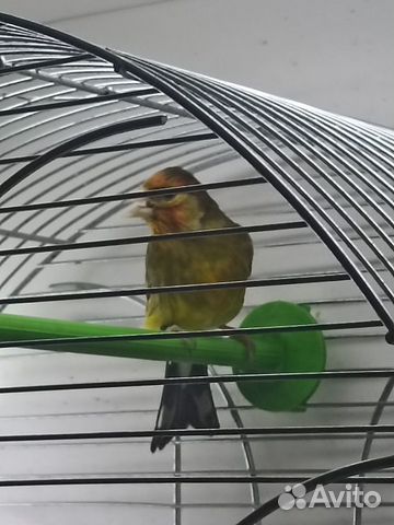 Певчие птицы. Гибрид щегла и канарейки