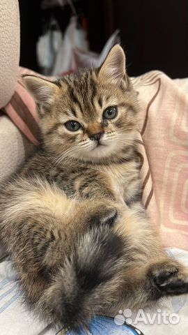 Британские котята