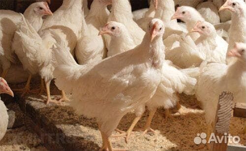 Куры молодняк