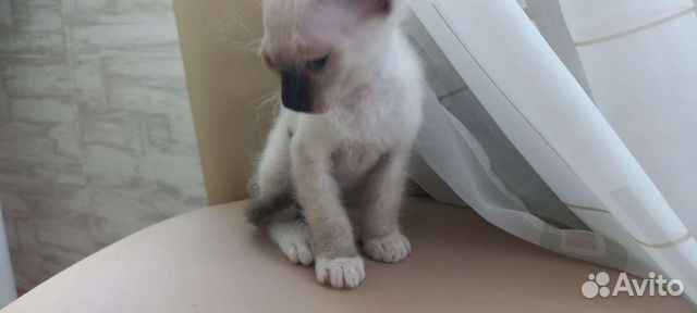 Донской сфинкс