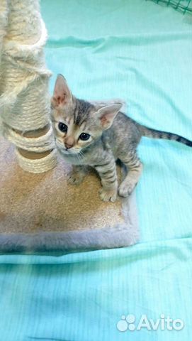 Кошка в дар бесплатно