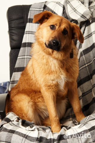 Потрясающая собака