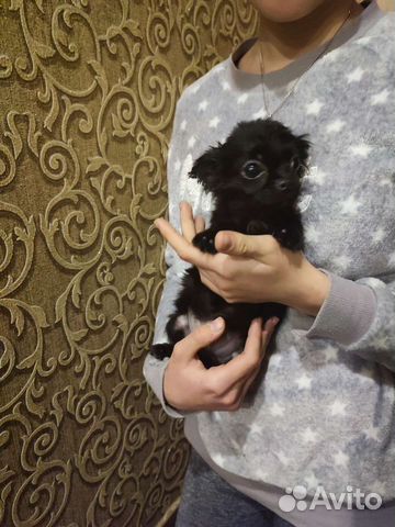 Девчишка миничка