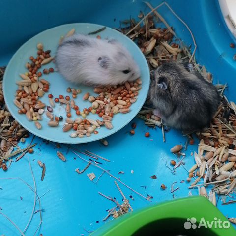 Хомяки джунгарики бесплатно