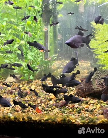 Моллинезии чёрные