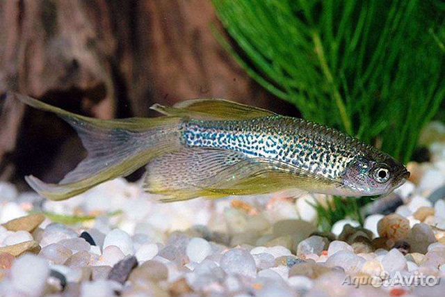 Данио-рерио