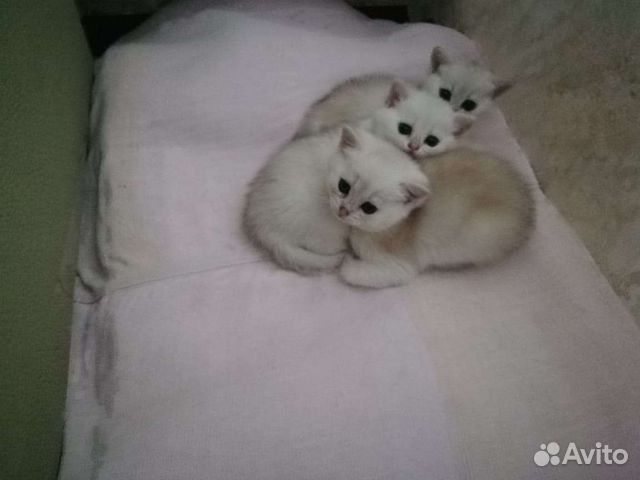 Котята в добрые руки