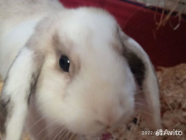 Продам кролика