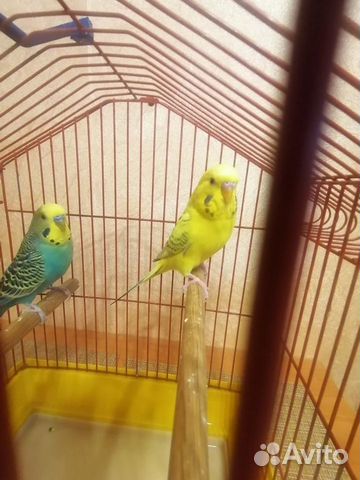 Продам попугайчиков с небольшой клеткой