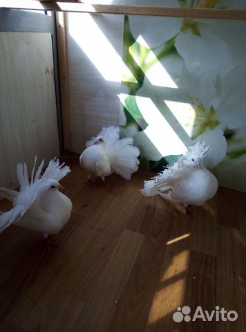 Голуби павлины 3 шт