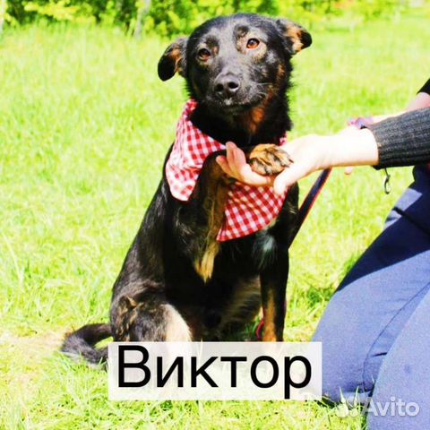 Маленький пёс в добрые руки