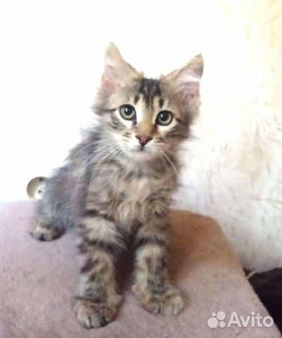 Котенок девочка в добрые руки