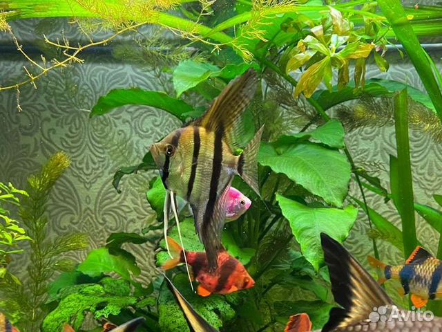 Перуанский Альтум