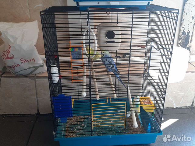 Продам волнистых попугаев