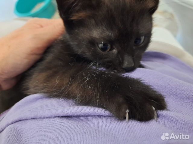 Черный котенок