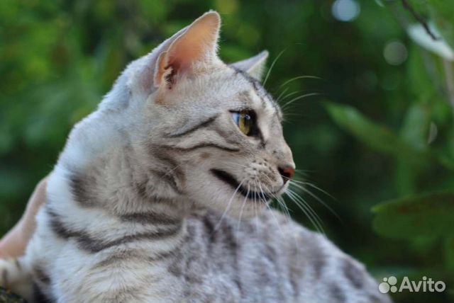 Бенгальская серебряная девочка