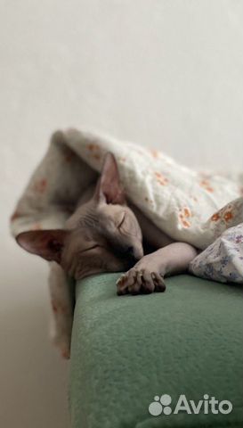 Донской сфинкс кот Вязка