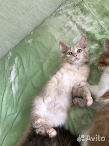 Выразительная пампушка котенок в добрые руки дар