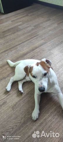 Потеряшки. Найдена собака