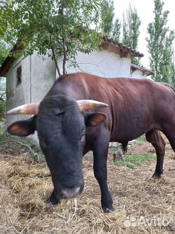Быки на мясо живым весом