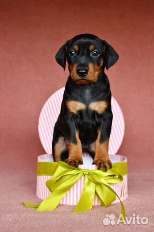 Обаятельная пинчерица