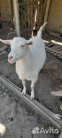 Зааненская дойная коза