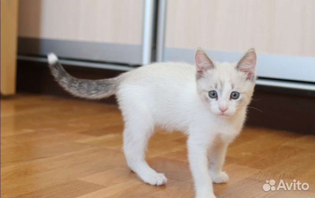 Хорошенький котенок-девочка в дар