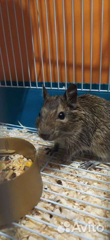 Чилийская белка дегу