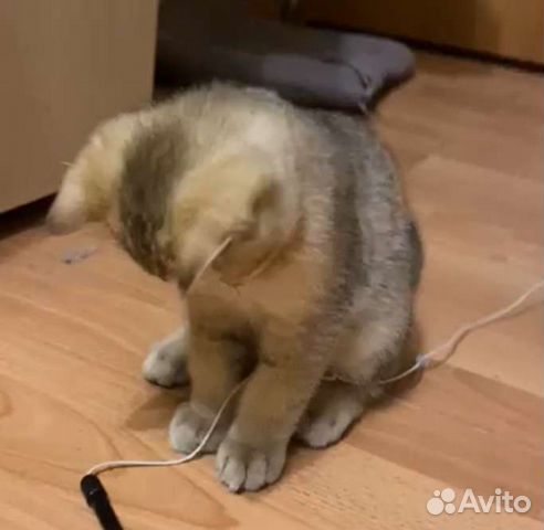 Котики мальчики шотландские золотого окраса