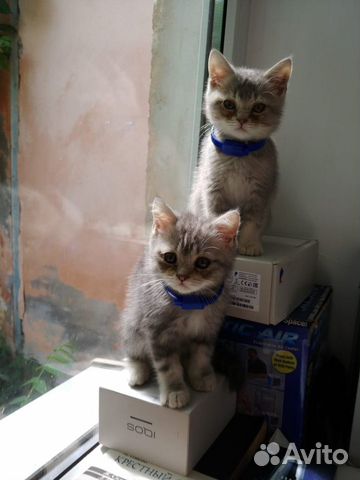 Чистокровные котята