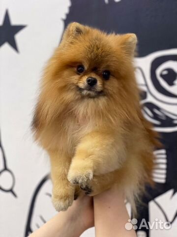 Мини шпиц.Вязка