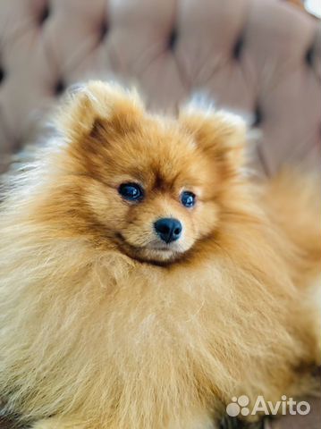 Шпиц Королевский
