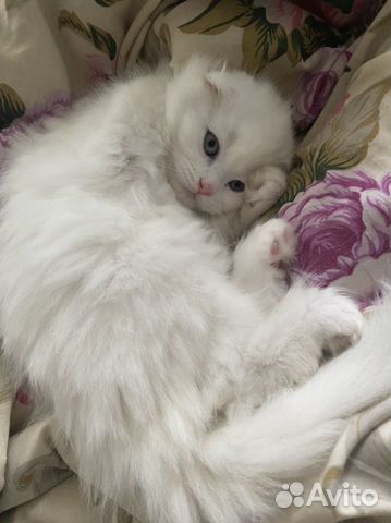 Котенок