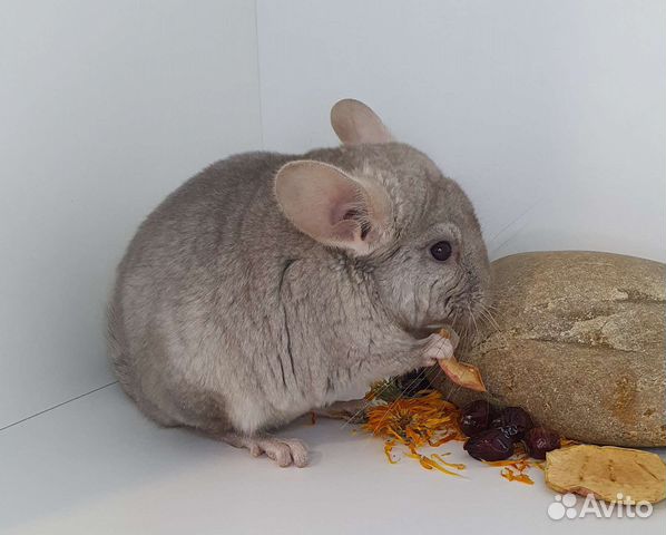 Шиншилленок девочка пастель средняя 2 мес