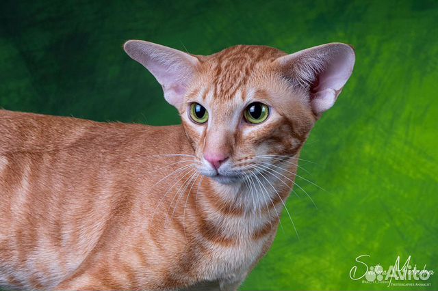 Ориентал вязка