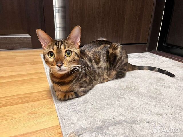 Котоняня, присмотр на время вашего отпуска