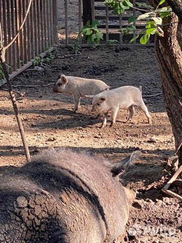 Венгерская мангалица