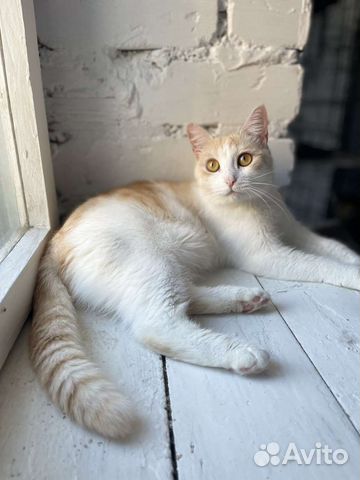 Котодети из приюта ищут своих родителей