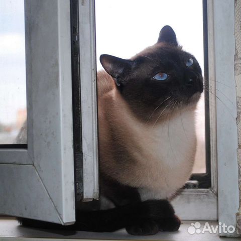 Кот тайский приглашает