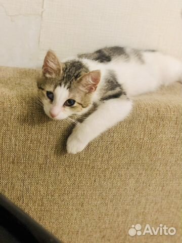 Котенок в добрые руки