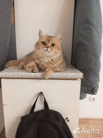 Британский кот золотой тикированный