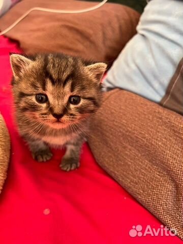Продам котенка девочка
