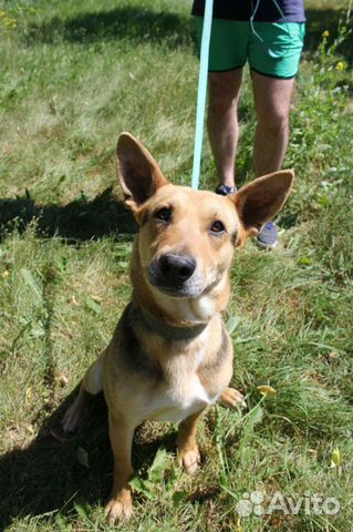 Брошенному псу плохо в приюте