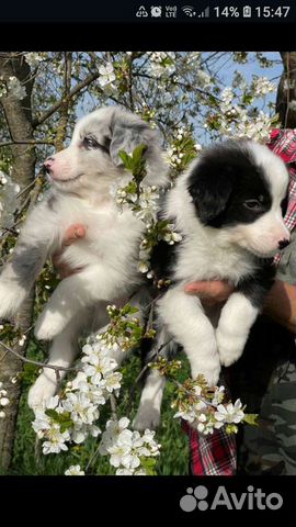 Собаки бесплатно щенки