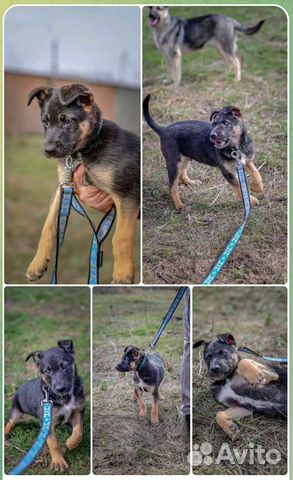 Щенок мальчик, Ярик ищет дом